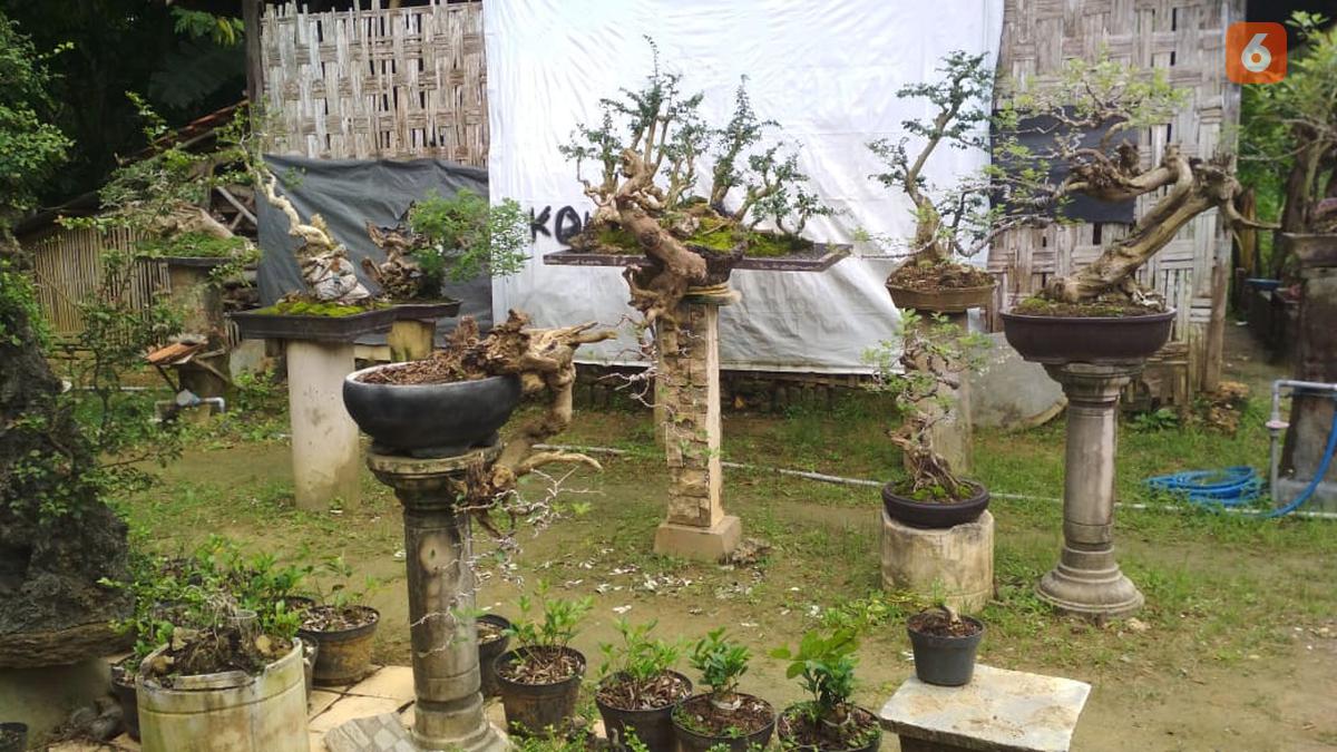 Adu Cantik Ratusan Bonsai Terbaik di Ciwo Surabaya, Siapa Pemenangnya ...
