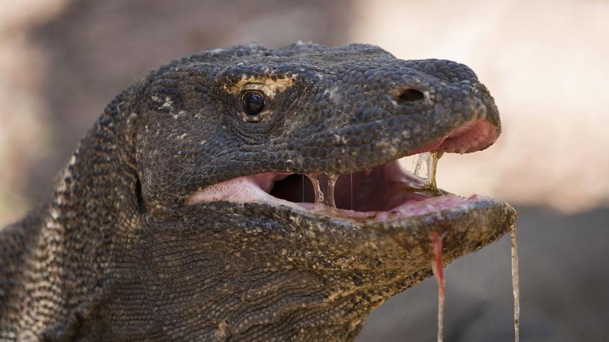 Analisa Kemungkinan Pemenang dalam Pertarungan Komodo vs Velociraptor ...