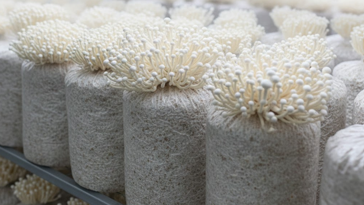 Cara Budidaya Jamur Enoki di Rumah untuk Pemula, Mudah Dipraktikkan