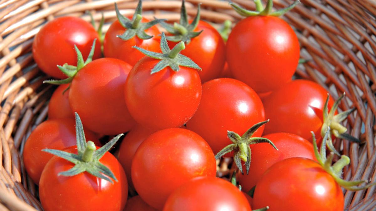 Cara Mudah Bikin Tomat Tetap Awet Segar di Suhu Ruangan - Health ...
