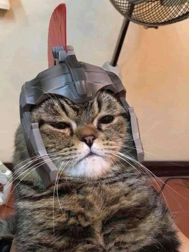 8 Potret Kucing Saat Pakai Helm Ini Bikin Geleng Kepala, Nyeleneh Tapi ...