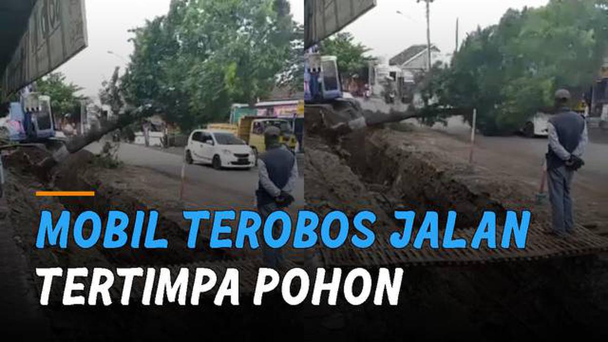 VIDEO: Sudah Diingatkan, Mobil Terobos Jalan Akhirnya Tertimpa Pohon
