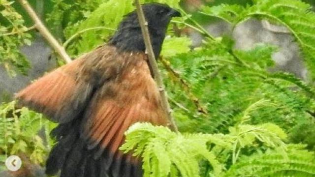 Bubut Alang-Alang, Penghuni Taman Nasional Gunung Ciremai - Lifestyle ...