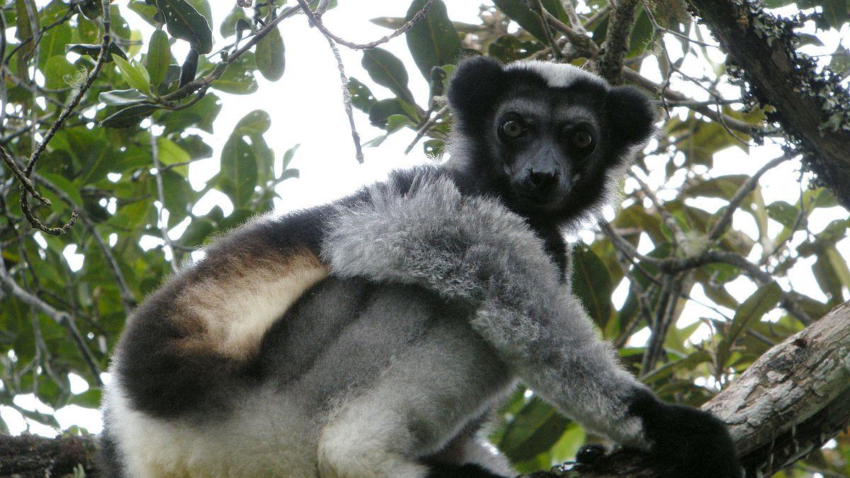 Perkenalkan Indri, Lemur yang Bisa Menyanyi dengan Ritme - Global ...