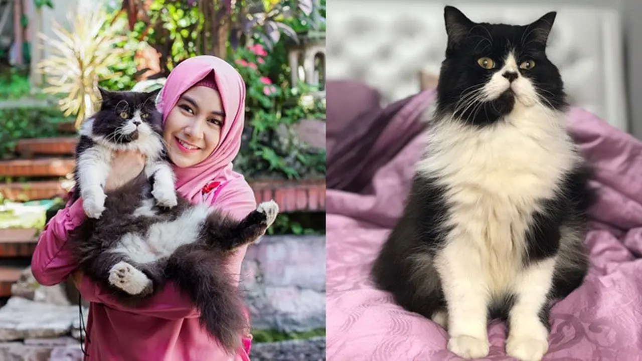 5 Seleb Cantik Tanah Air Ini Pecinta Kucing, Sama-Sama Bikin Gemas ...