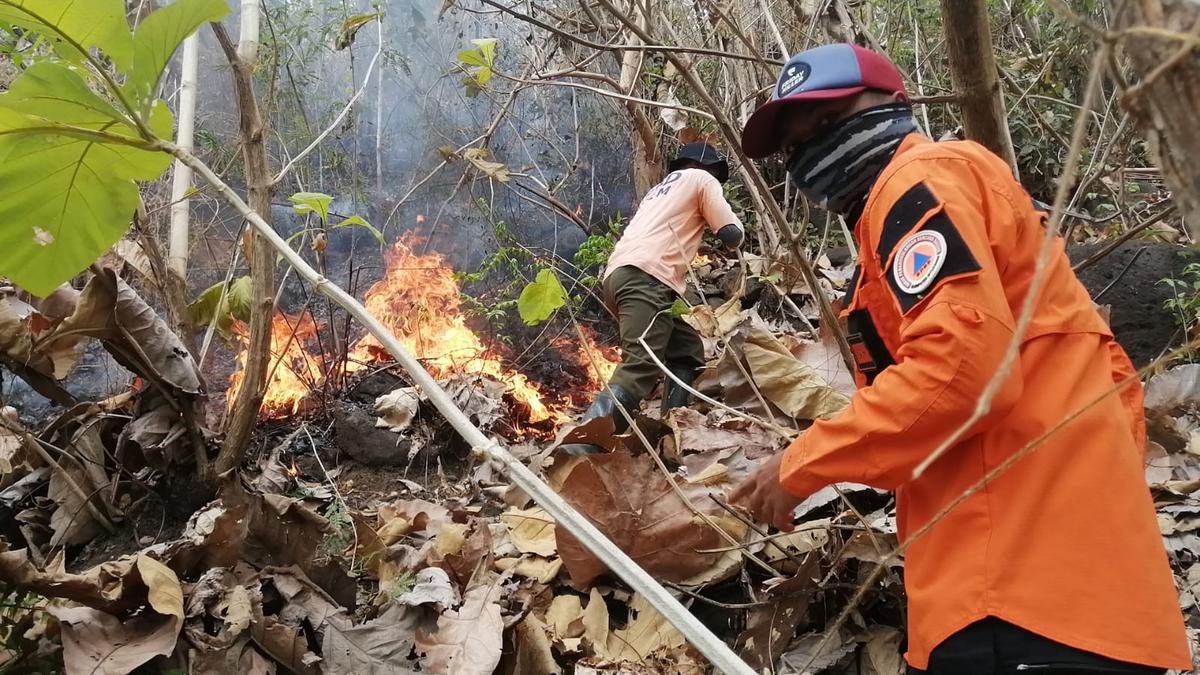 Kebakaran Hutan Di Situbondo Meluas 2 5 Hektare Hutan Jati Dilalap Api