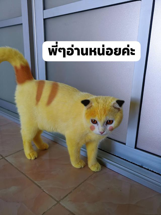 Bak Karakter Pikachu, Kucing Ini Berubah Berwarna Kuning Setelah ...