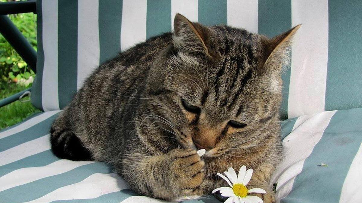 Para Kucing Ini Menyukai Bunga Lebih Dari yang Kamu Bayangkan ...