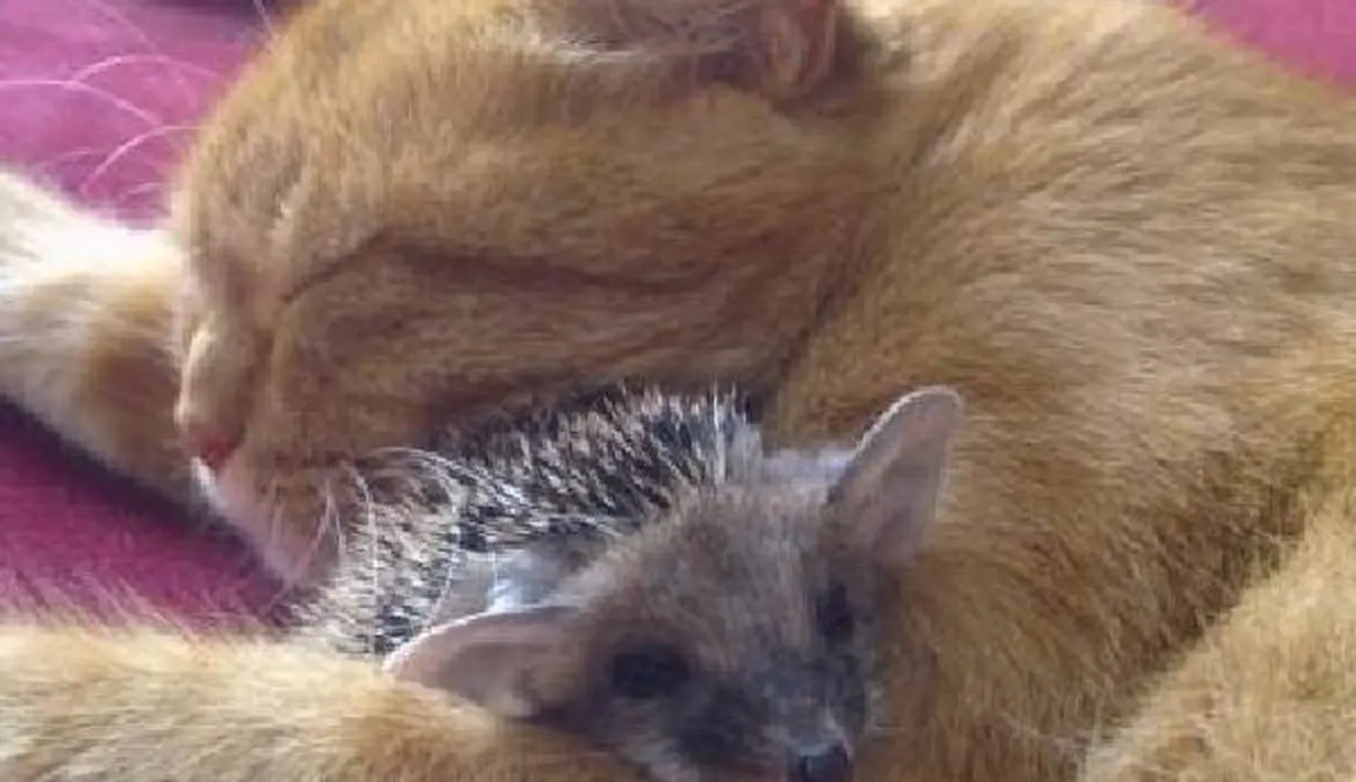 Potret Hangat Kucing Baik Hati Yang Rawat Anak Landak - Photo Fimela.com