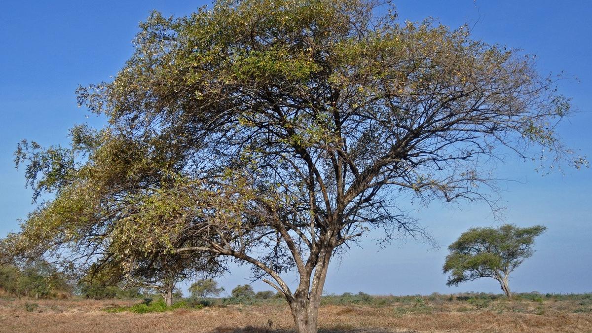 Ciri Pohon Bidara Arab Asli, Simak Cara Menanam, Merawat dan Manfaat ...