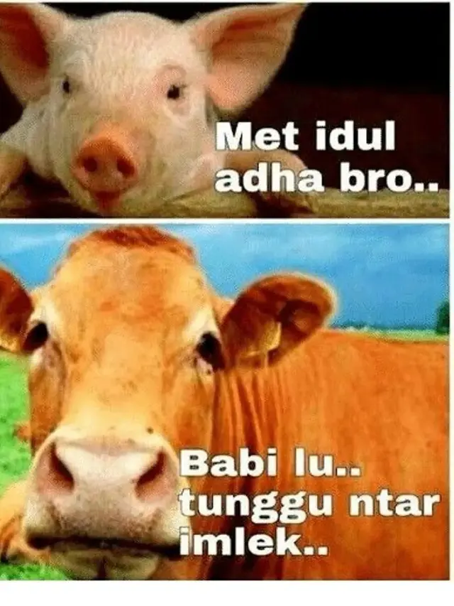 12 Meme Kurban Idul Adha Lucu, Menyamar Untuk Menghindari Nasib - Hot ...