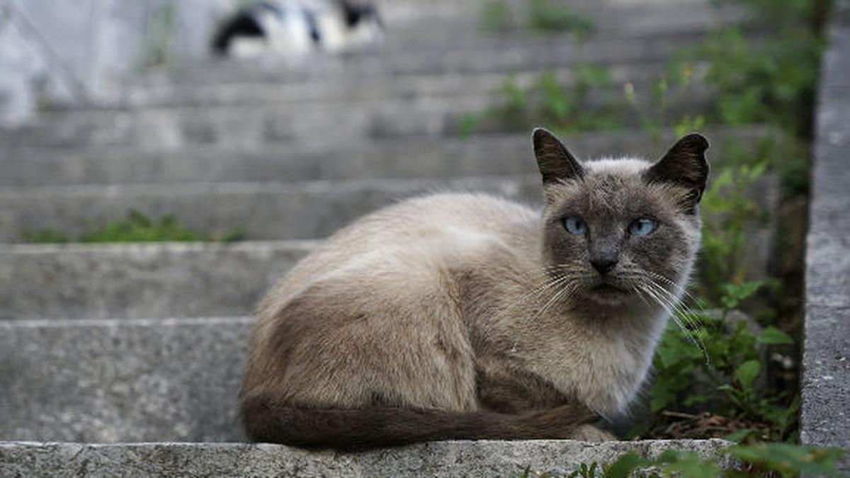 Lupakan Teka-Teki Dress Putih-Emas, Sekarang Tebak Kucing Ini Naik Atau ...