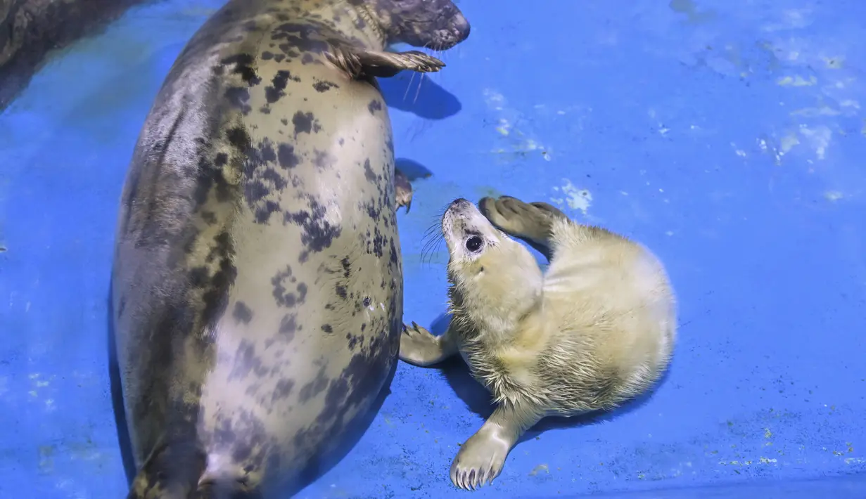 Melihat Bayi Anjing Laut Abu-Abu Betina yang Baru Lahir di Akuarium ...