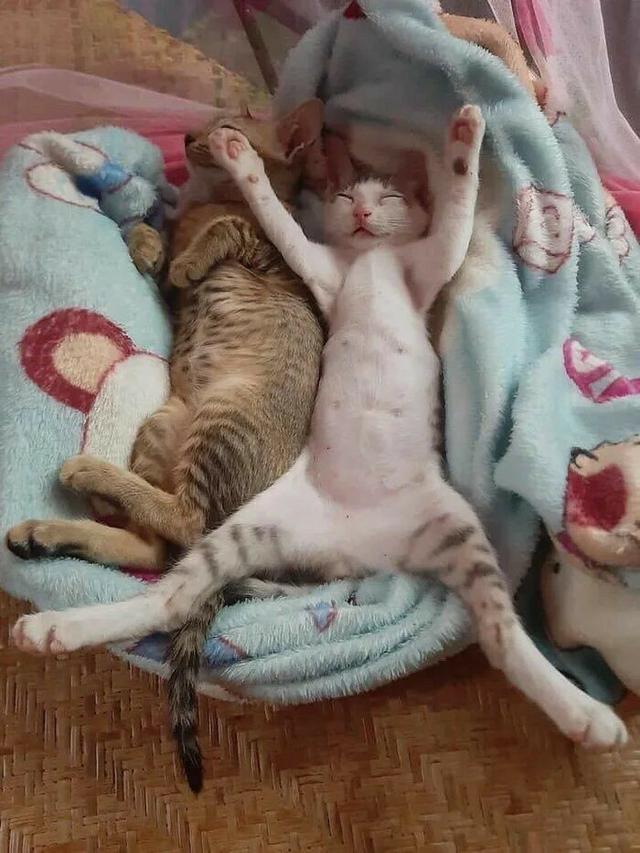 7 Potret Pose Kucing Tidur Telentang Ini Kocak, Bikin Salah Fokus
