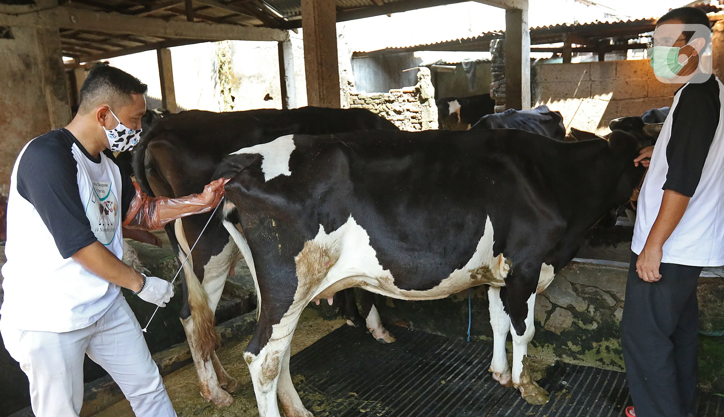 FOTO: Penerapan Inseminasi Buatan untuk Peningkatan Produksi Hewan Ternak - Foto Liputan6.com