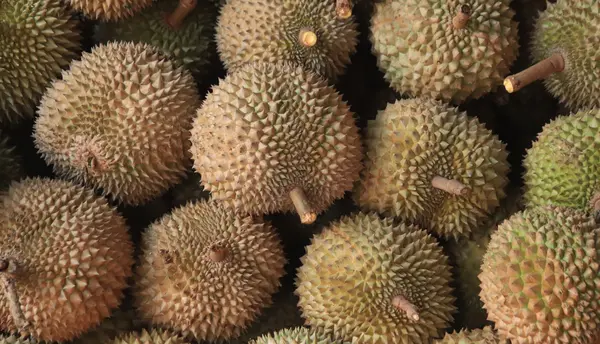 Bulus Itu Apa: Mengenal Hewan Unik yang Terancam Punah - Feeds Liputan6.com