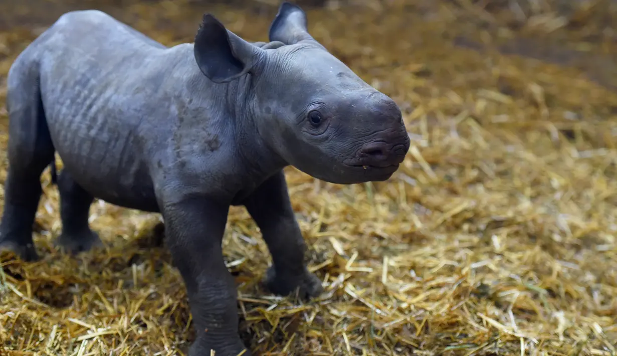 FOTO: Terancam Punah, Bayi Badak Hitam Lahir di Prancis - Foto Liputan6.com