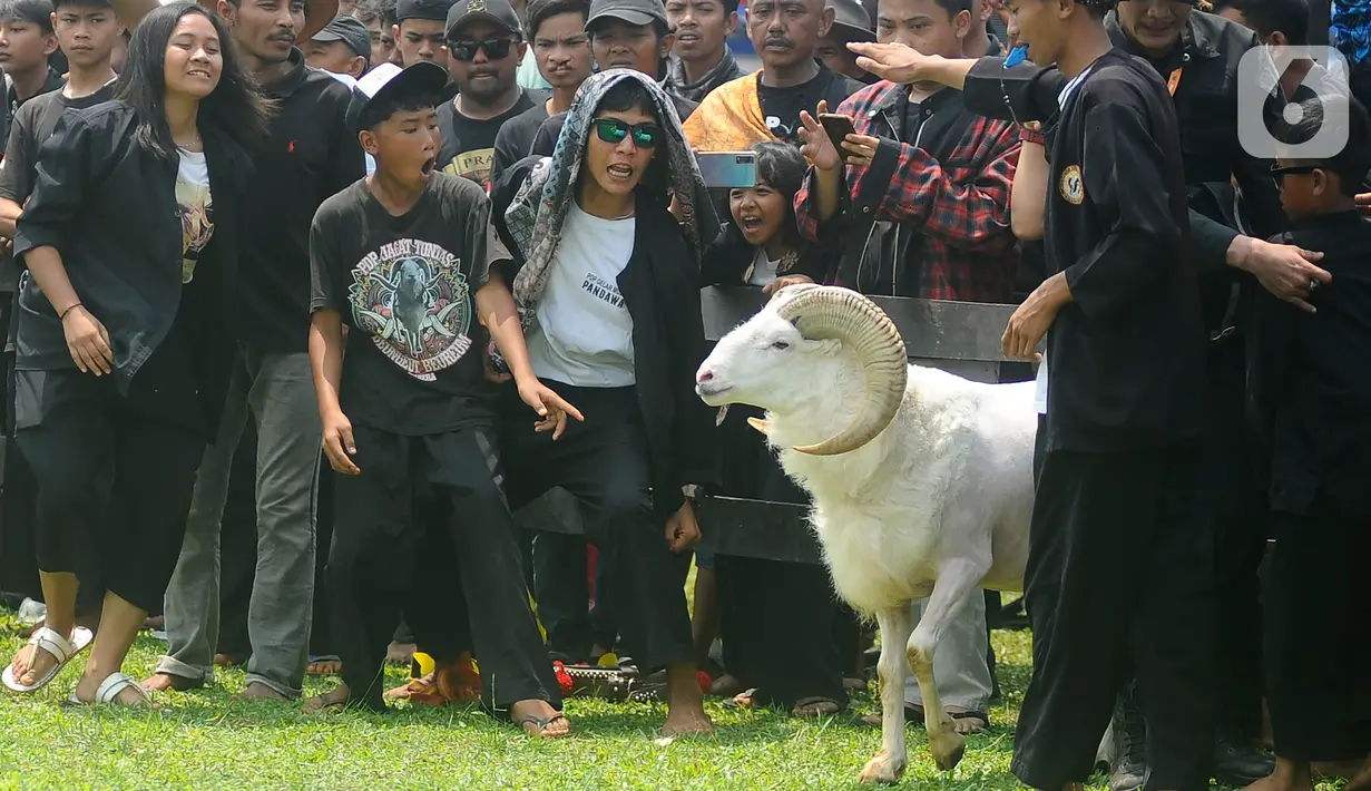 Melihat Keseruan Festival Ternak dan Seni Ketangkasan Domba Garut di ...