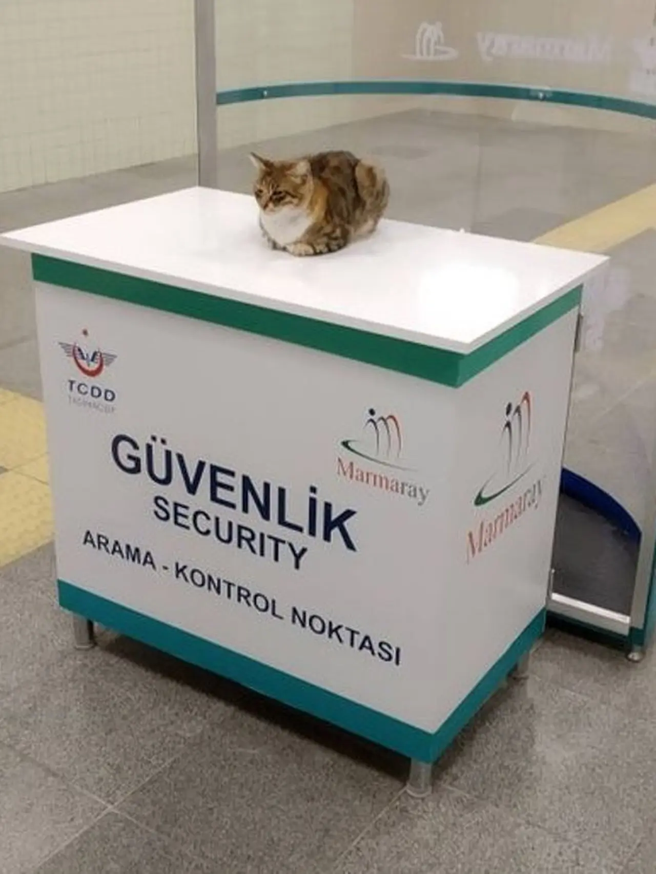 7 Potret Menggemaskan Kucing Pura-Pura Lagi Kerja - Citizen6 Liputan6.com