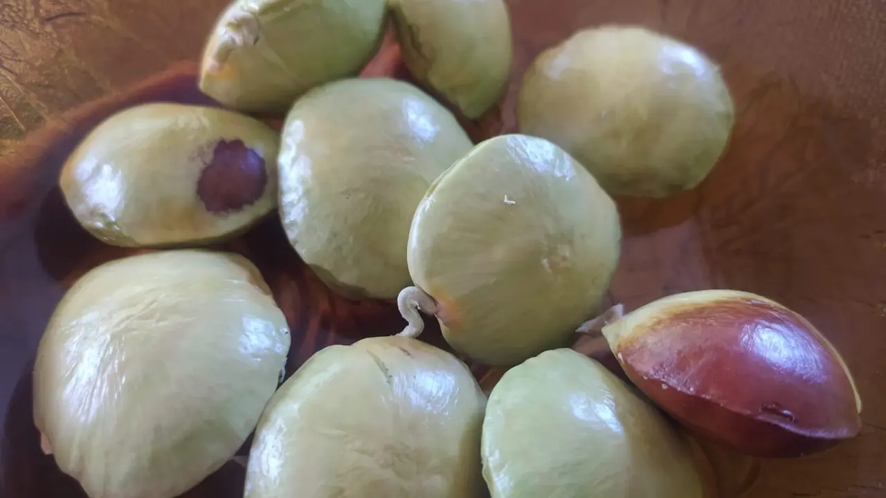 Cara Mudah Mengolah Jengkol Agar Lembut dan Tanpa Bau Mengganggu - Food ...