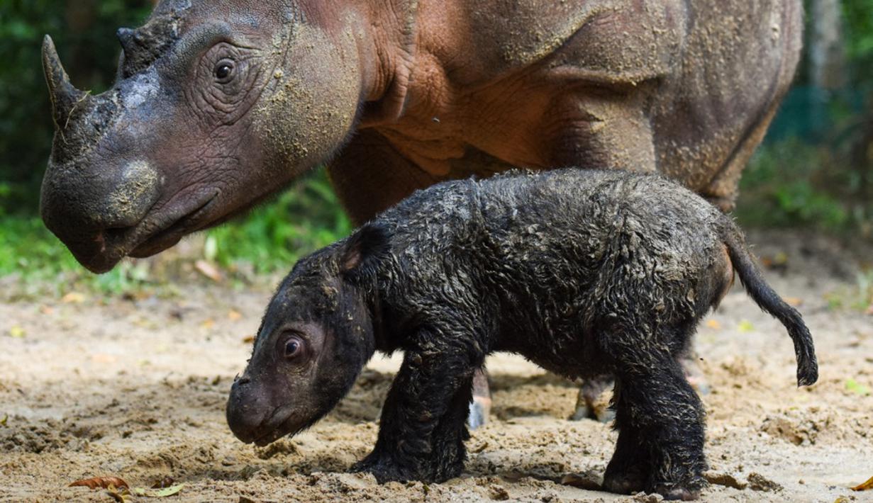 FOTO: Badak Sumatera yang Terancam Punah Lahir di Taman Nasional Way ...