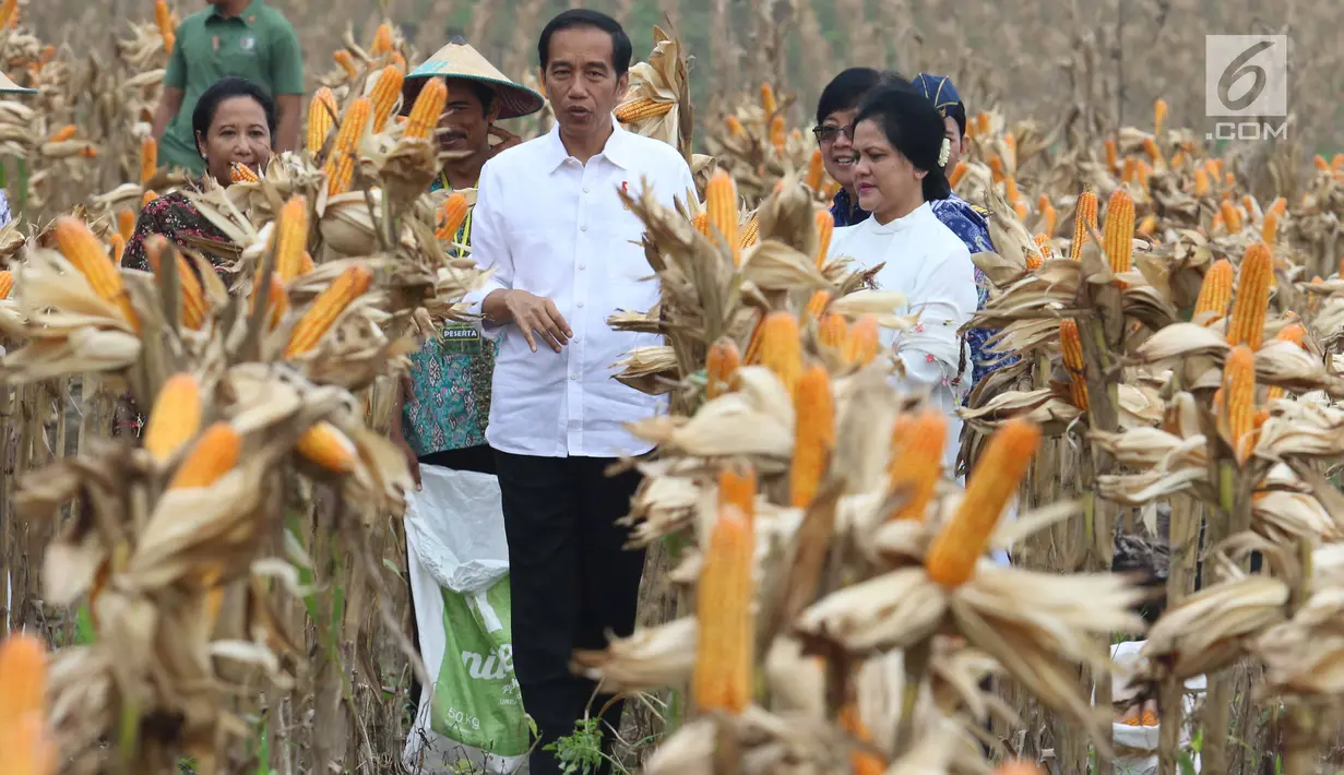 FOTO: Presiden Jokowi Panen Jagung di Tuban - Foto Liputan6.com