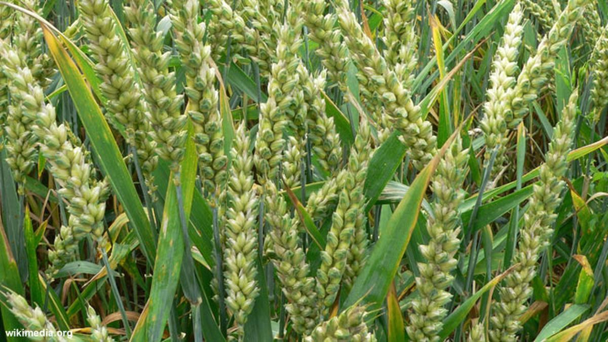 RI Diprediksi Jadi Importir Gandum Terbesar di Dunia - Bisnis Liputan6.com