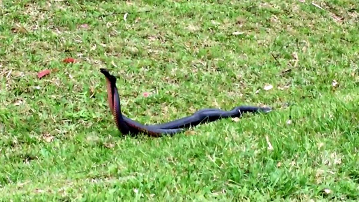 Mitos Lihat Ular Berkelahi Bawa Keberuntungan di Gorontalo - Regional ...