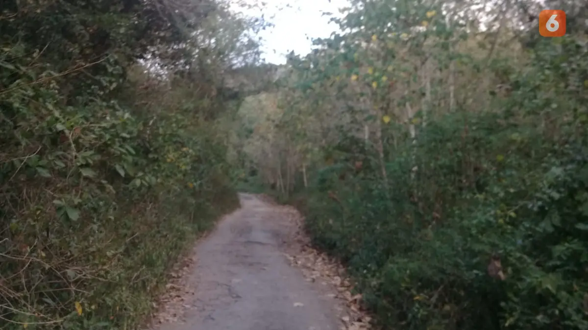 Berita Hutan Lindung NTT Hari Ini - Kabar Terbaru Terkini | Liputan6.com