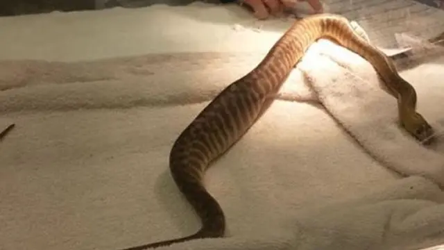 Waduh, Ular Piton Telan Penjepit Besi - Global Liputan6.com