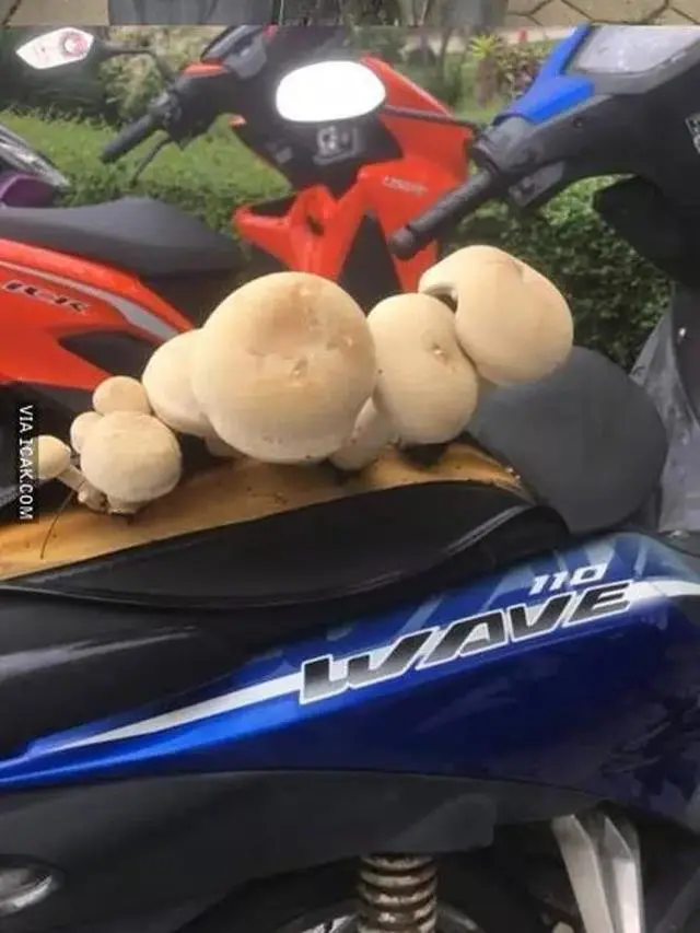 Kumpulan Potret Modifikasi Jok Motor Ini Bikin Calon Penumpang Mikir ...