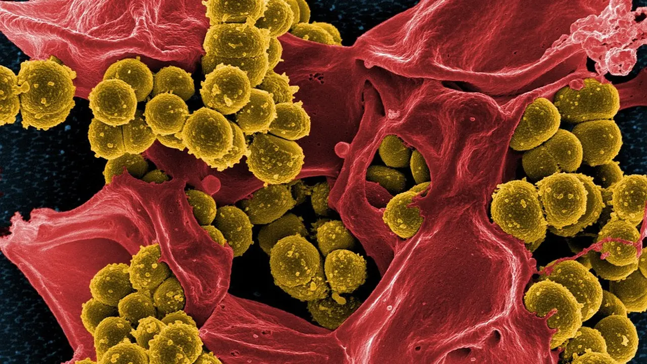 5 Jenis Leukosit, Ciri-Ciri dan Fungsinya Masing-Masing - Hot Liputan6.com