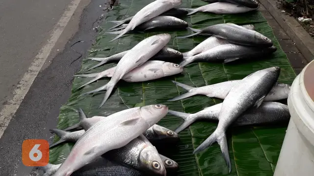 8 Manfaat Ikan Bandeng Bagi Kesehatan, Menjaga Kesehatan Jantung dan ...