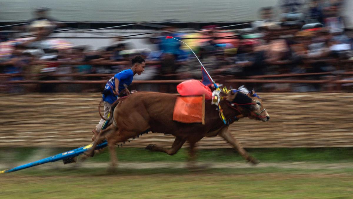 Keseruan Lomba Karapan Sapi Memperebutkan Piala Presiden - Foto ...