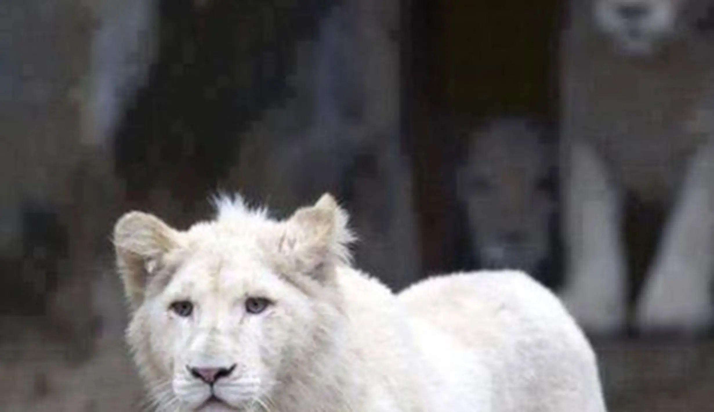 8 Potret Singa Putih Yang Menggemaskan Dan Penuh Pesona - Photo Fimela.com