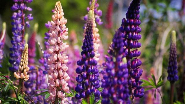 Bunga Lupin Maksimalkan Pemandangan di Danau Takepo - Lifestyle ...