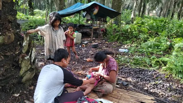 Hutan Tak Lagi Hijau: Kisah Orang Rimba di Tengah Impitan Perubahan Iklim - Regional Liputan6.com