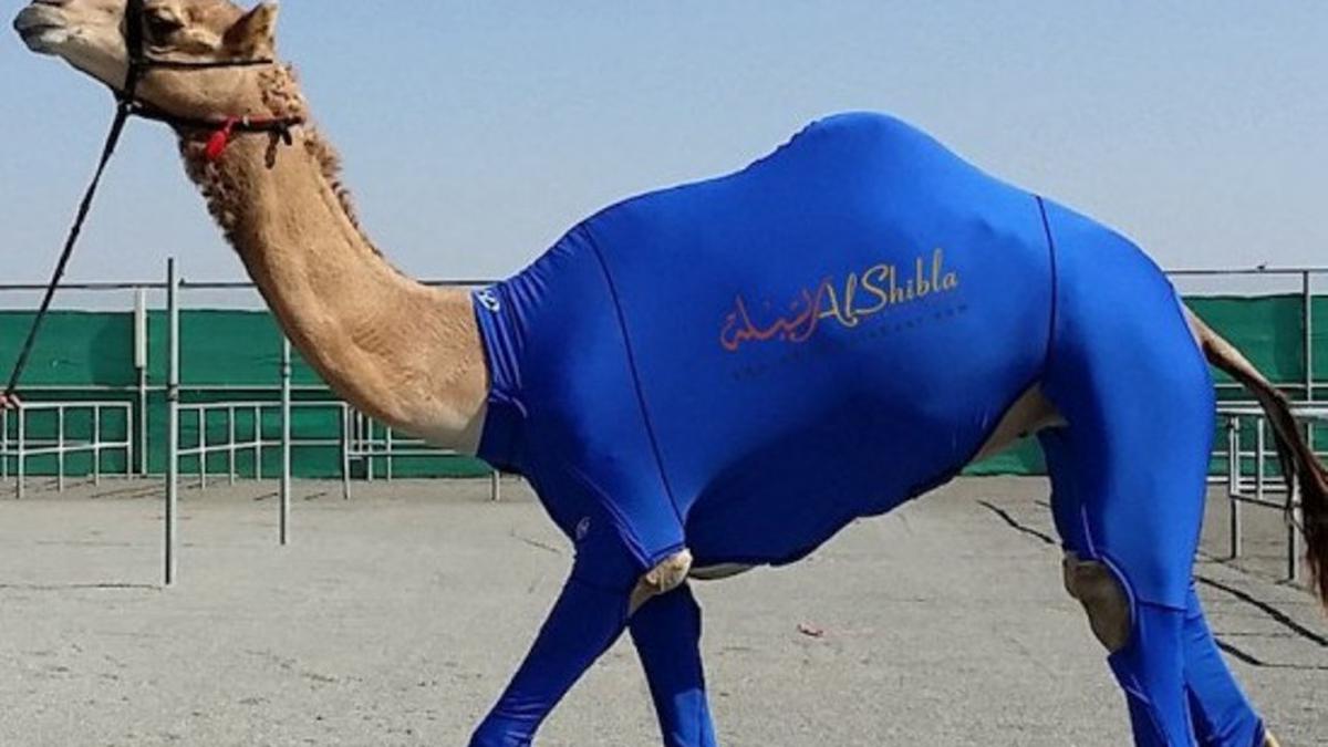 Ini Dia Pakaian Olahraga Khusus Unta - Global Liputan6.com