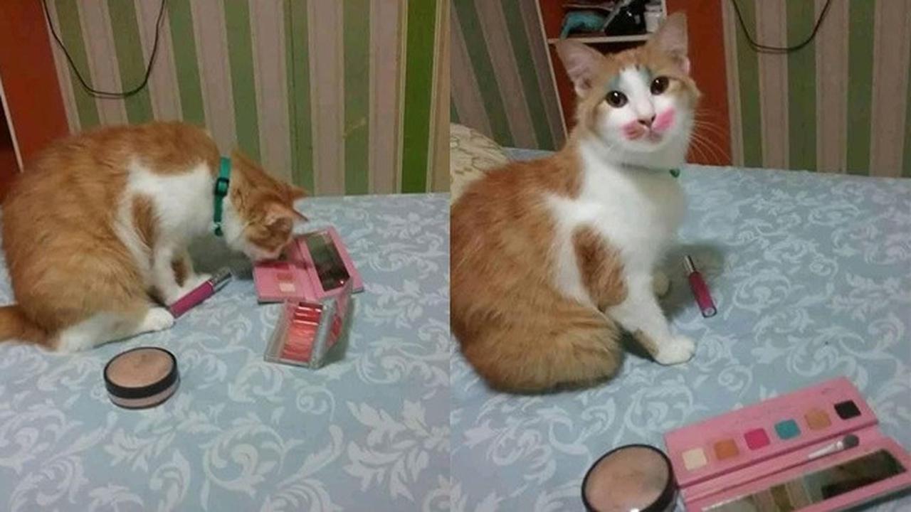5 Potret Menggemaskan Kucing Saat Pakai Makeup