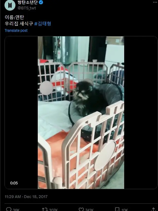 6 Potret Kenangan Yeontan dengan V BTS, Saat Diadopsi hingga Tampil ...