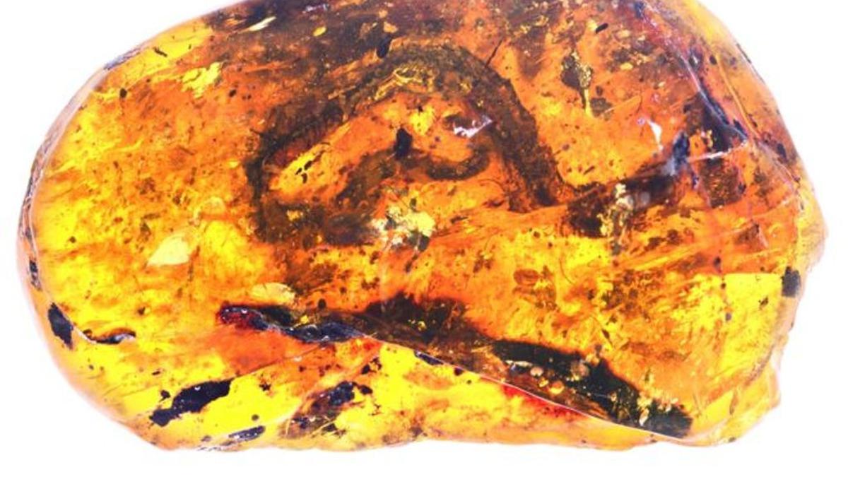 Bayi Ular Ditemukan Terjebak di Dalam Batu Ambar Selama 99 Juta Tahun ...