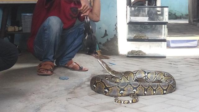 Membongkar Mitos dan Fakta Ular di Kampung Ular - Regional Liputan6.com