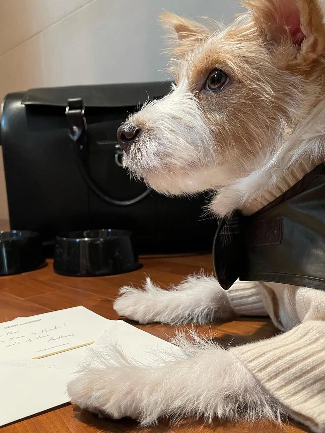 Makmurnya Hank Si Anjing Kesayangan Rose Blackpink, Harga Mangkuk ...