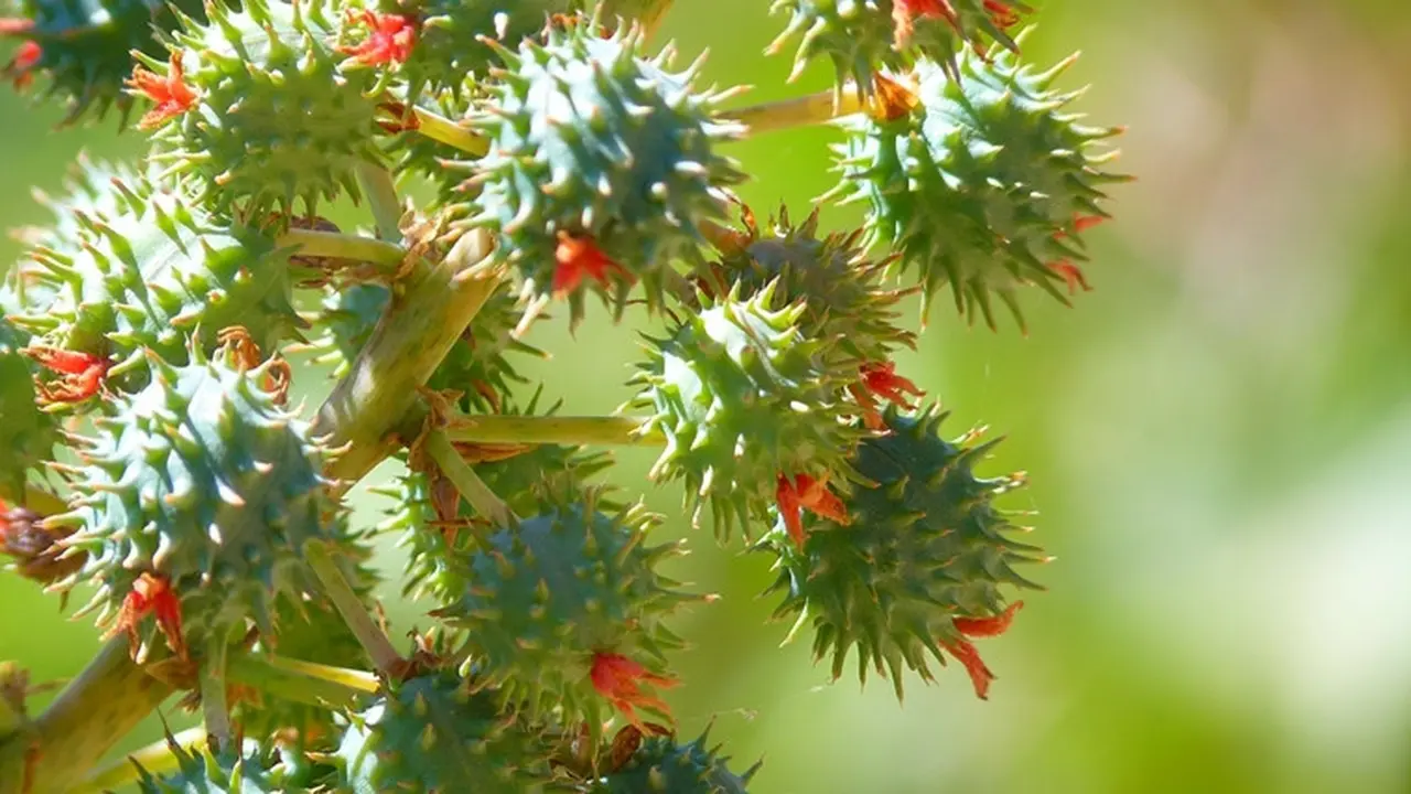 14 Cara Memanjangkan Bulu Mata Secara Alami dengan Cepat, Efektif dan ...