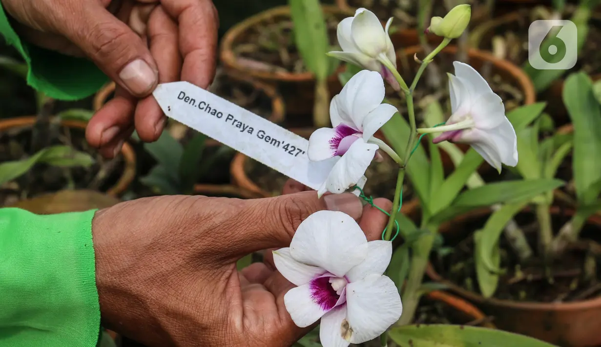 FOTO: Melihat Budidaya Anggrek di Bogor - Foto Liputan6.com