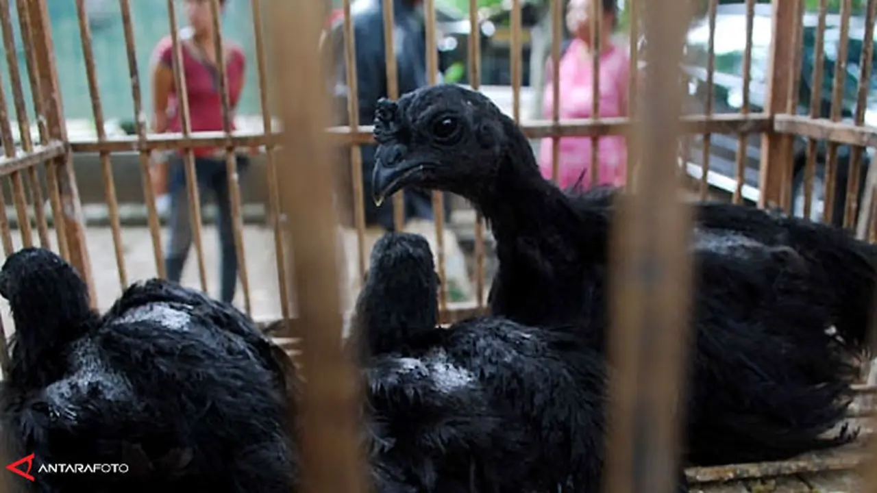 4 Ayam Termahal Asli Indonesia, Harganya Rp 40 Juta per Ekor - Bisnis ...