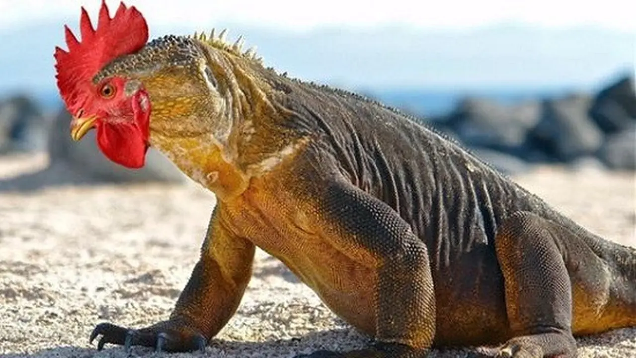 6 Editan Foto Ayam dengan Hewan Lain Ini Nyeleneh, Bikin Ngakak - Hot Liputan6.com