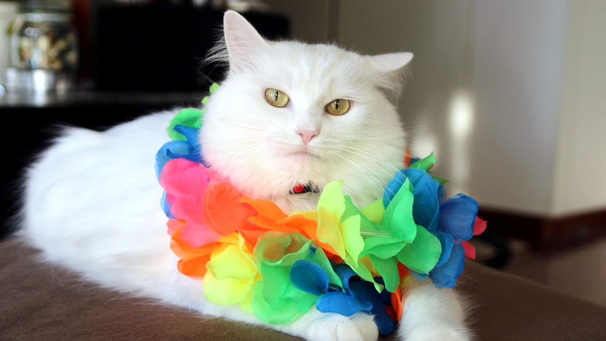 Keunikan Kucing Anggora, Yuk Lebih Kenal dengan Kucing Favorit Para Cat ...