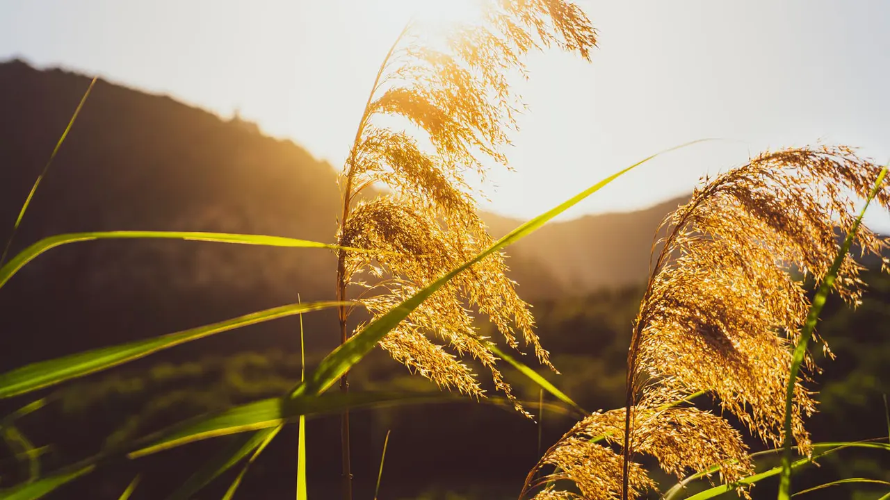 7 Macam Macam Angin Lokal di Indonesia dan Faktor yang Mempengaruhinya ...