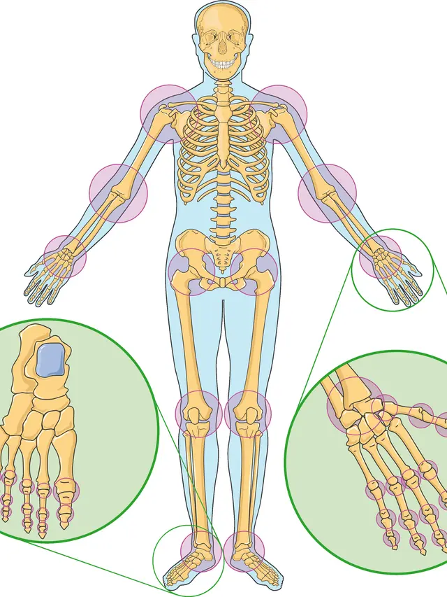 3 Macam Sendi dan Gambarnya Menurut Gerakannya, Kenali Lebih Jauh - Hot ...